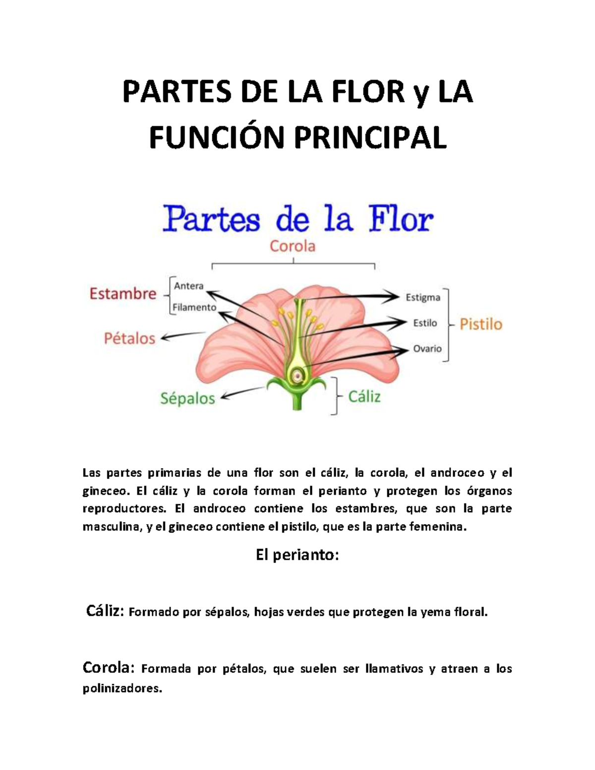 Partes de la Flor y su Función Principal en la Reproducción - Studocu