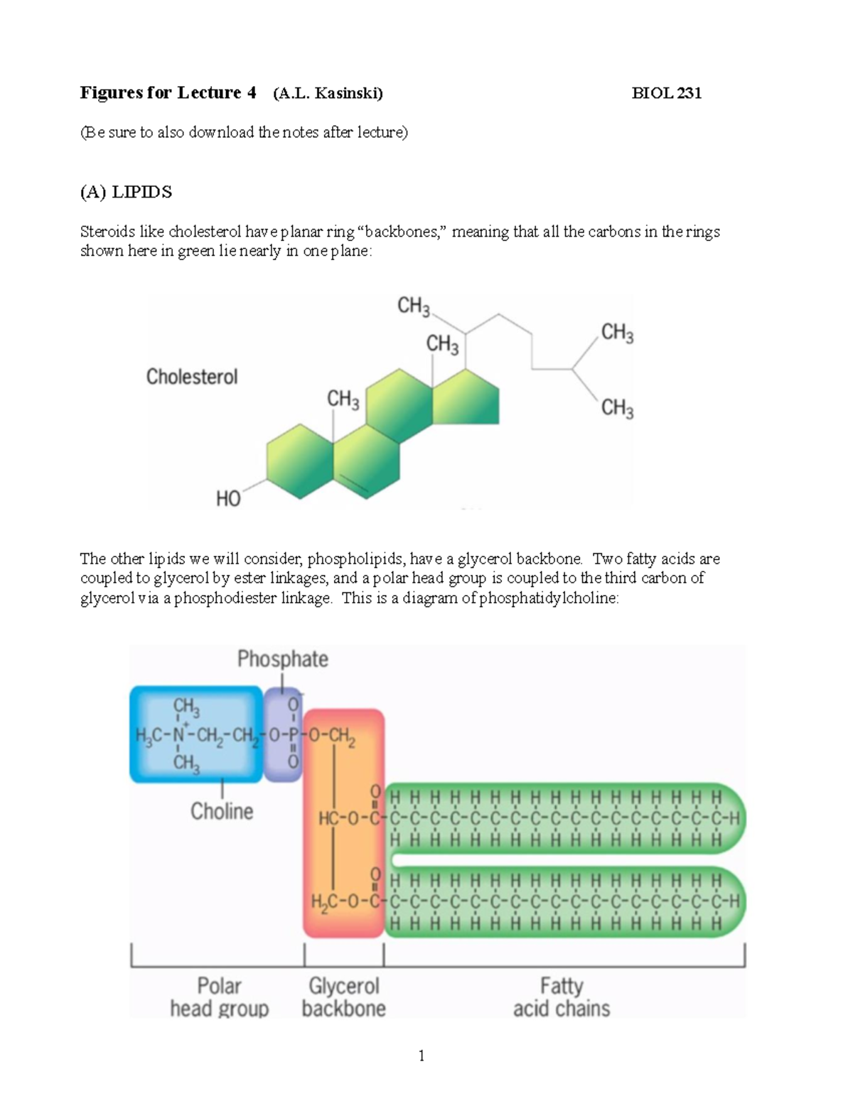 Figures and Notes for BIOL 231 Lecture 4: Lipids, Carbs, Proteins - Studocu