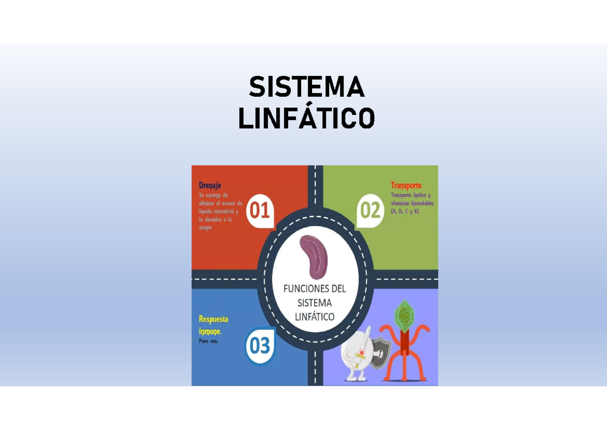 SISTEMA LINFÁTICO Y LINFOCITOS: GENERALIDADES Y DEFENSAS INMUNITARIAS ...