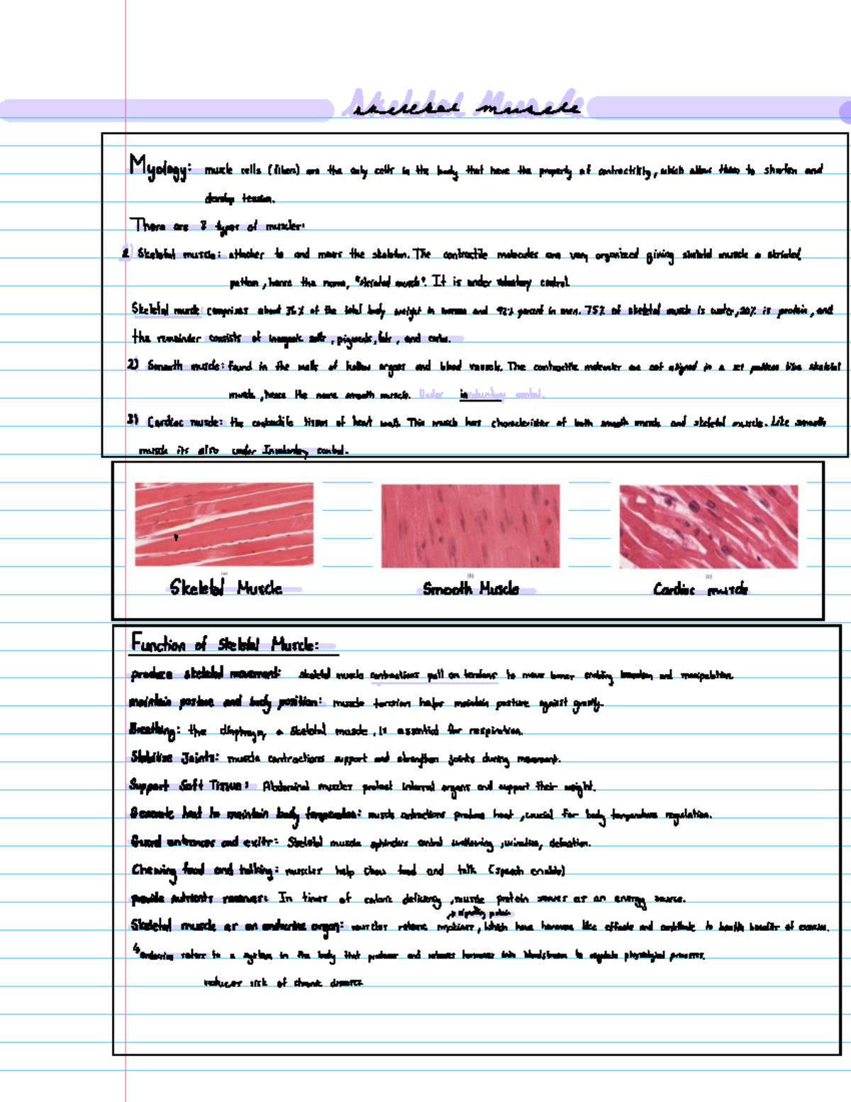 Week 4: Skeletal Muscle Overview and Function - Studocu