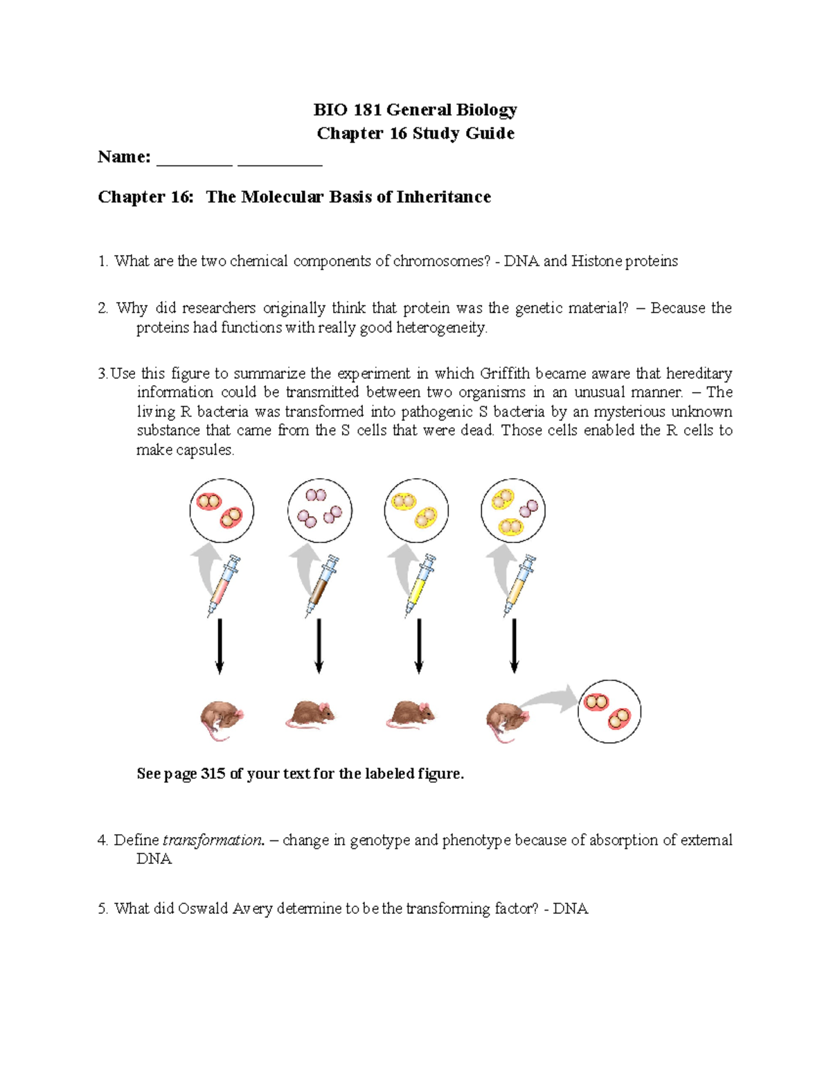BIO 181 Chapter 16 Study Guide: The Molecular Basis of Inheritance F23 ...