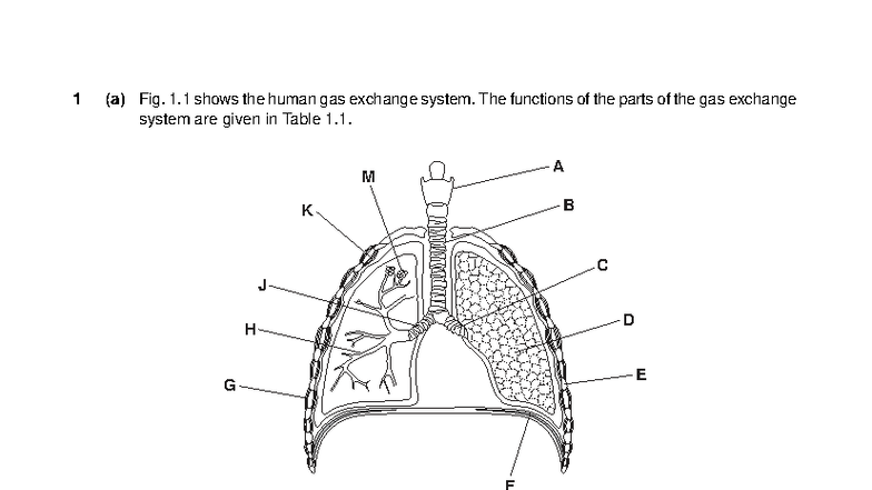 Gas Exchange in Humans 1 QP: Functions, Mechanisms, and Effects - Studocu