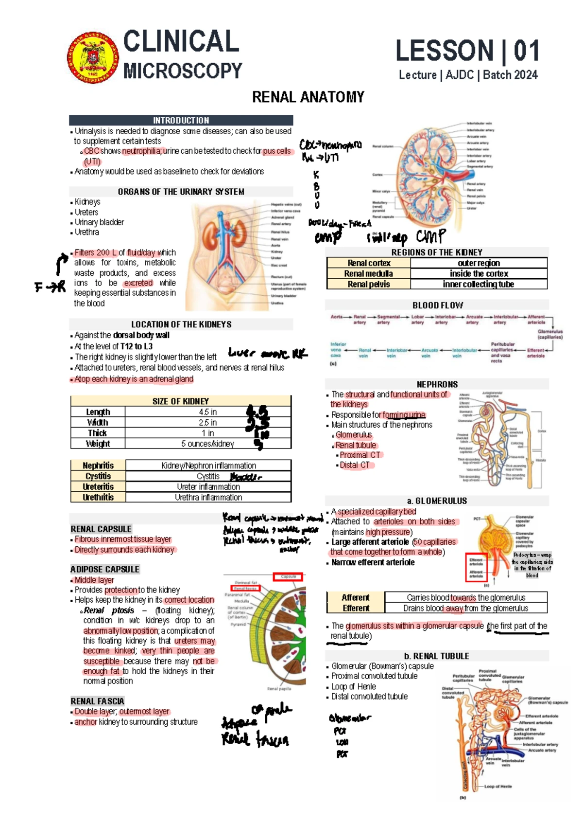 CLINICAL LESSON 01: MICROSCOPY & RENAL ANATOMY Overview AJDC 2024 - Studocu