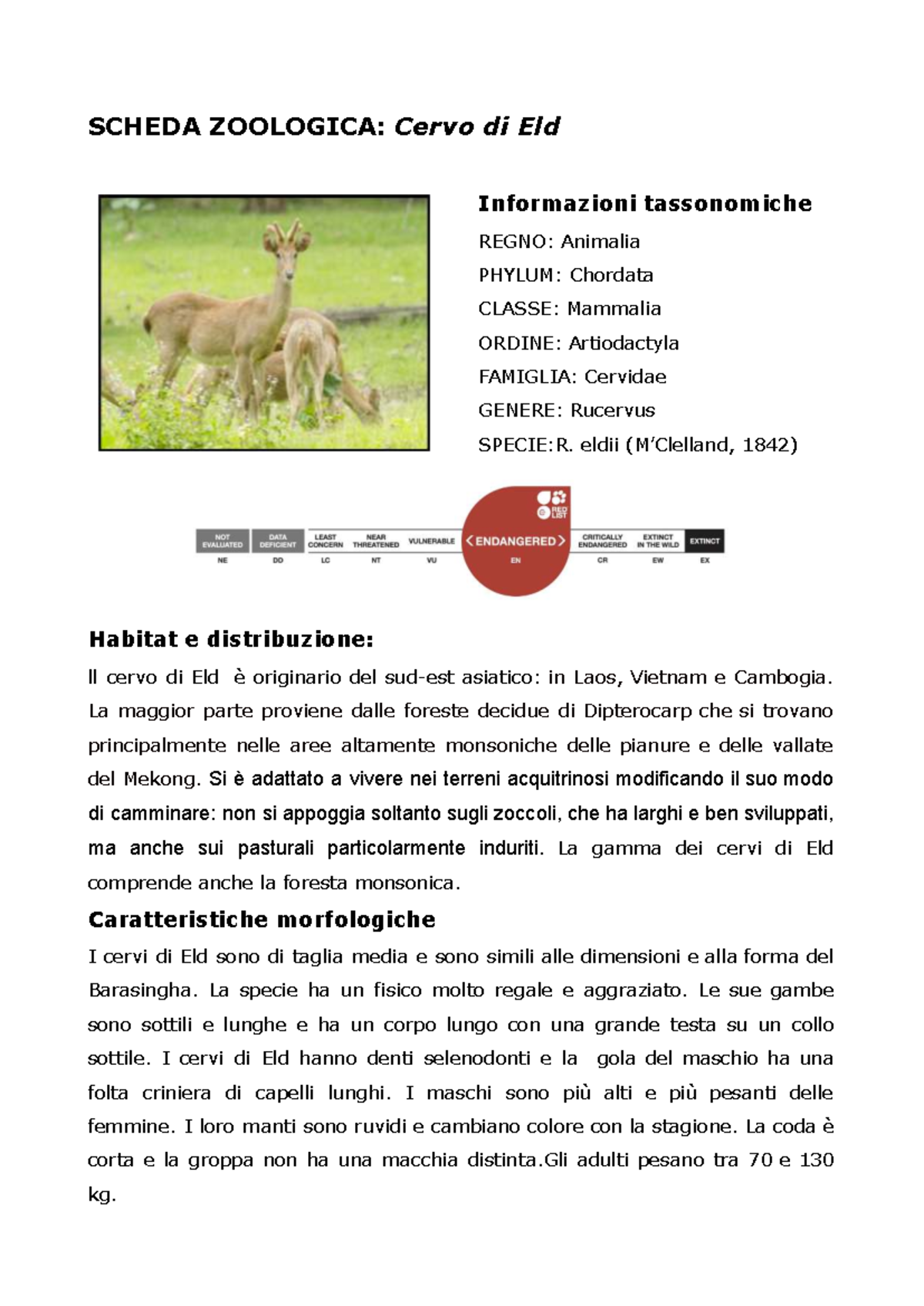 SCHEDA ZOOLOGICA: Cervo di Eld (Rucervus eldii) e Conservazione - Studocu