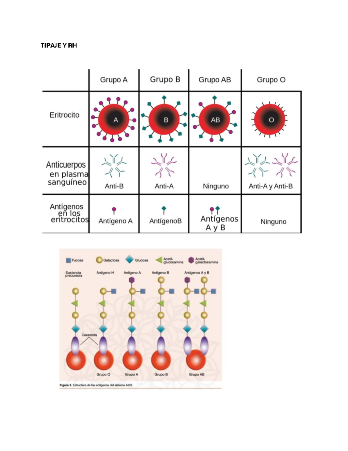 Inmunología en Enfermería: TIPAJE y RH, Hematopoyesis y Órganos ...