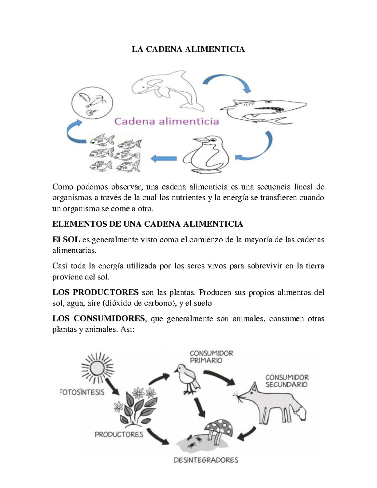 Ciencias Naturales 2do Período: Cadena y Redes Alimenticias - Studocu