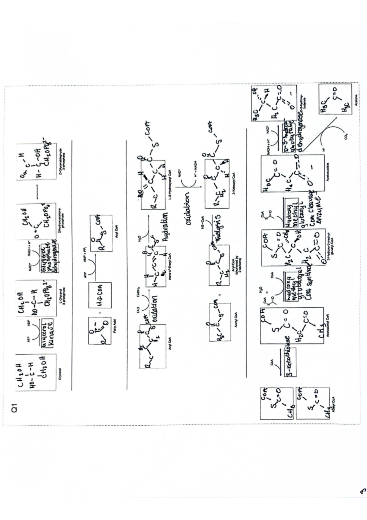 Module 6: Metabolism Concepts and Pathways Overview - Studocu