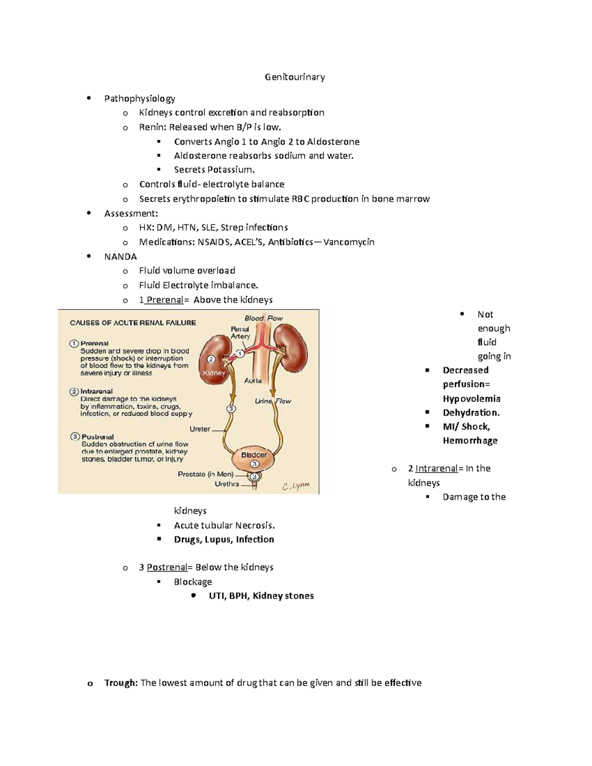 Genitourinary Assessment & Interventions - Nursing Notes (NUR 101 ...