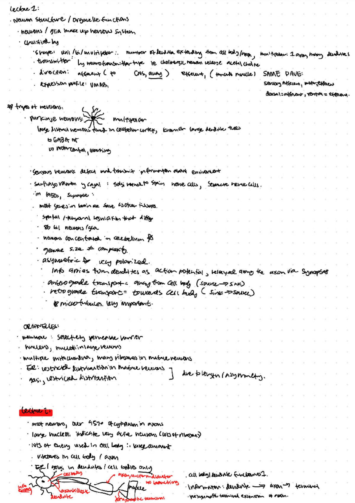 Lecture Notes MT 1: Neuron Structure, Functions, and Glial Cells - Studocu