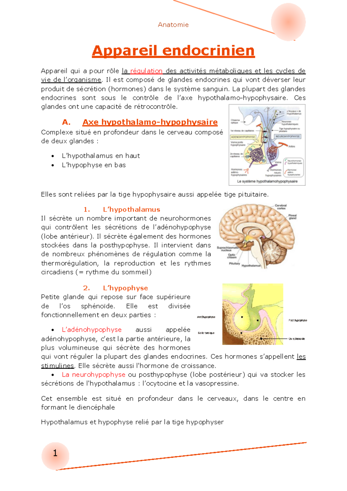 Appareil Endocrinien: Rôle et Fonctionnement (Cours 4) - Studocu