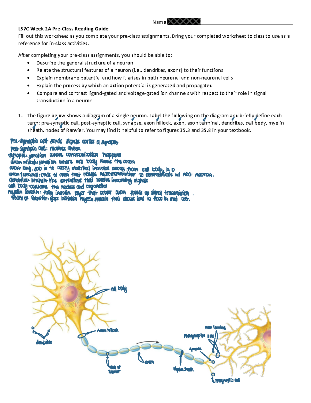 LS7C Week 2A Neuron Structure & Function Reading Guide - Studocu