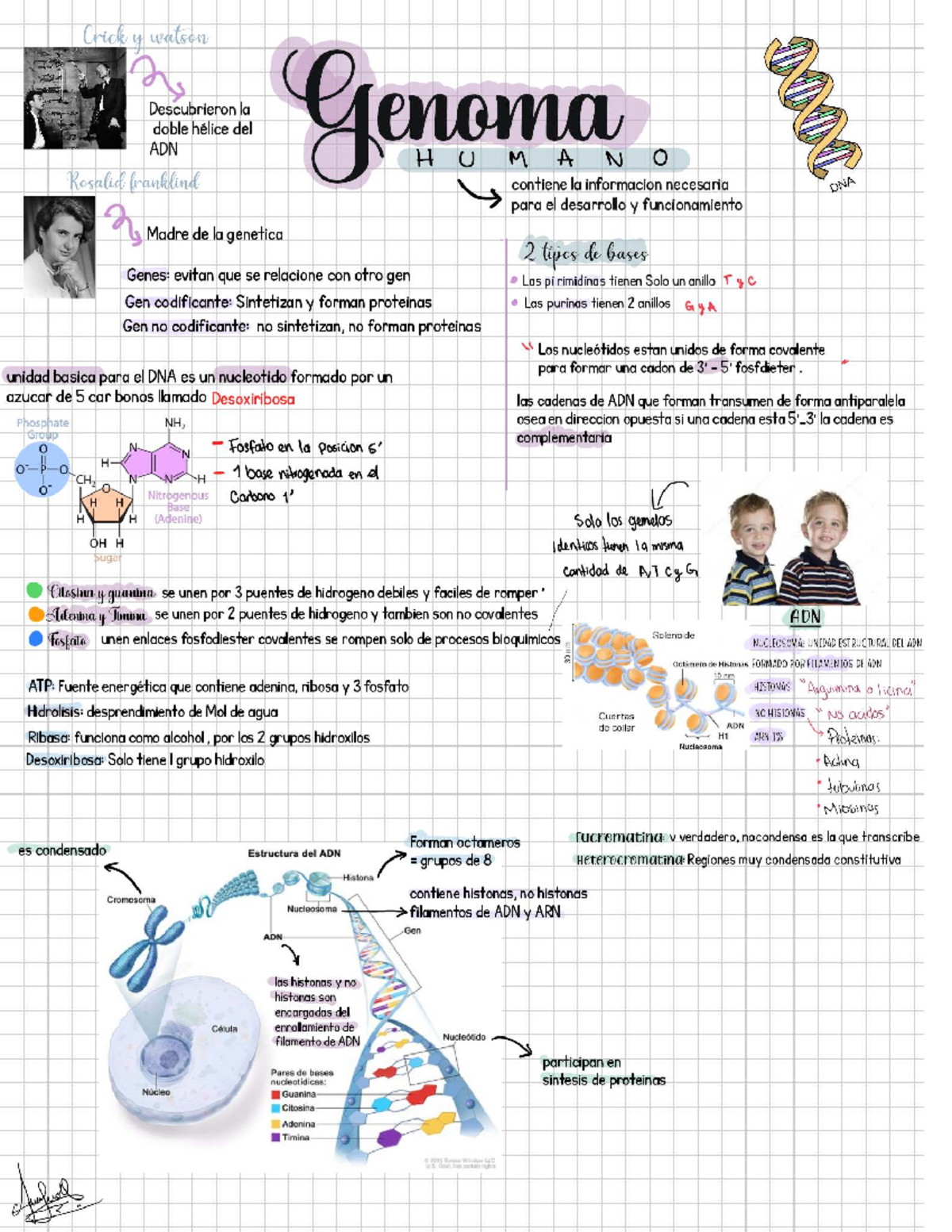Descubrimiento de la Doble Hélice del ADN - Biología 101 - Studocu