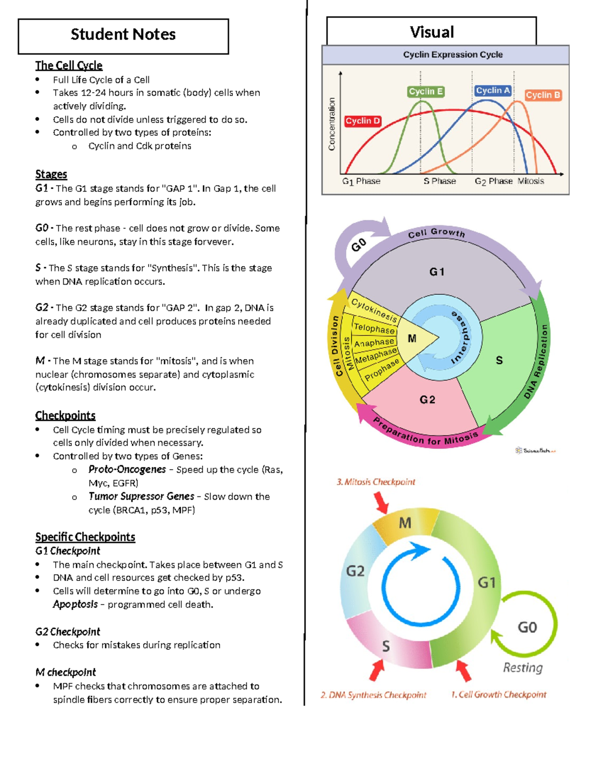 Cell Cycle & Cancer: Student Notes for Bio 101 Exam Preparation - The ...