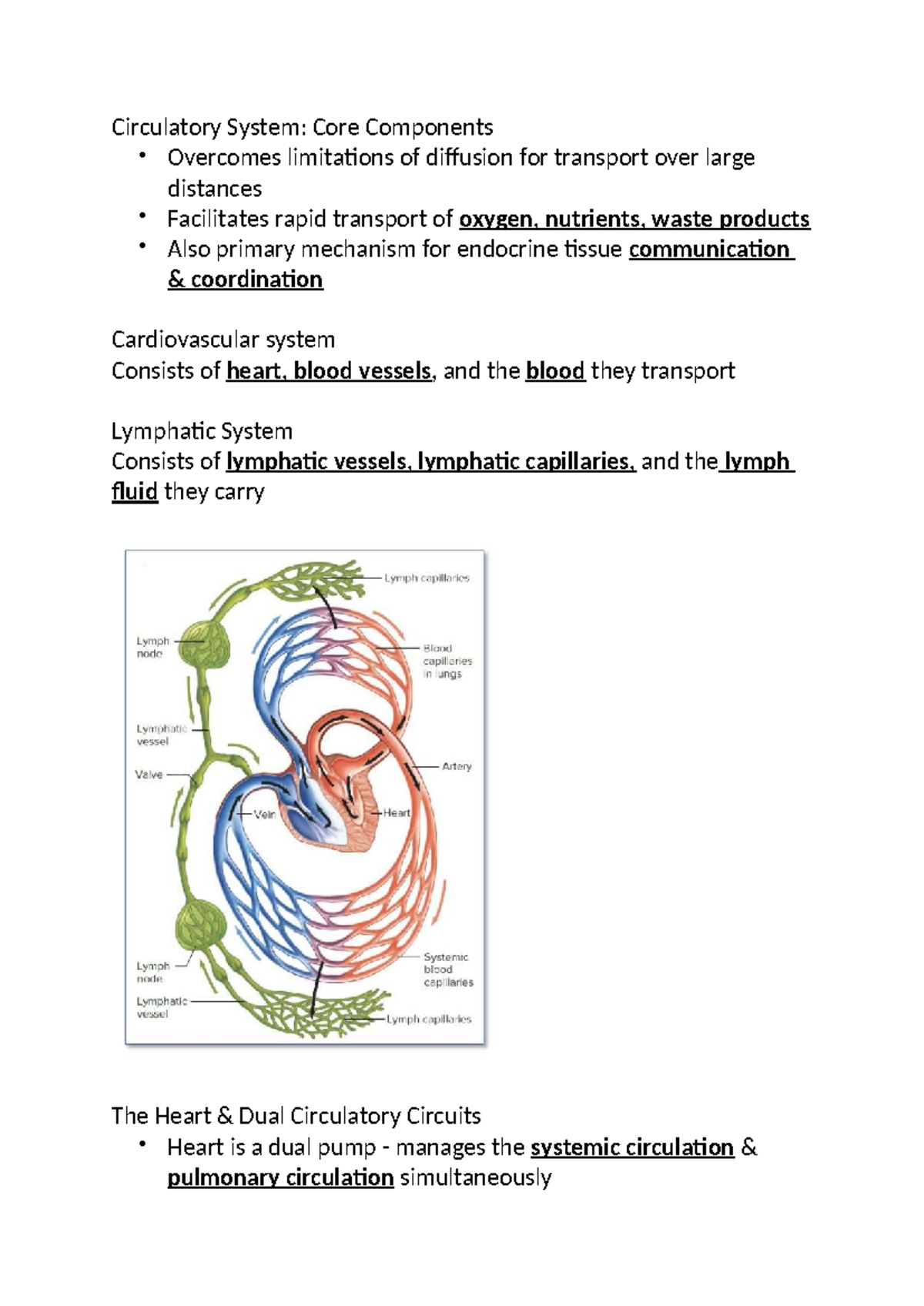 Circulatory System (BIO101): Lecture 1 Notes on Core Components - Studocu