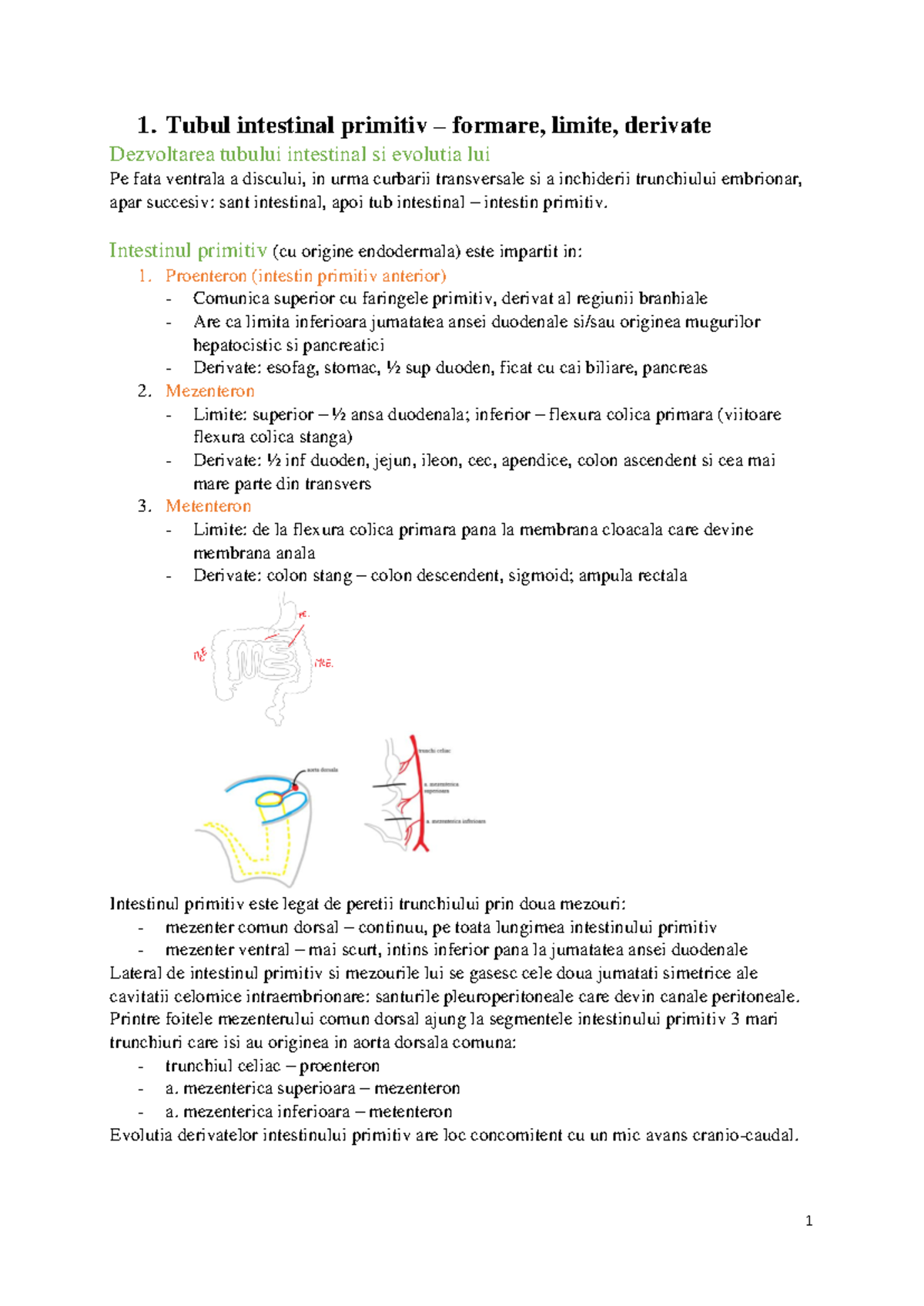 Note de Lecție: Anatomie - Dezvoltarea Tubului Digestiv (ANAT Curs 1 ...