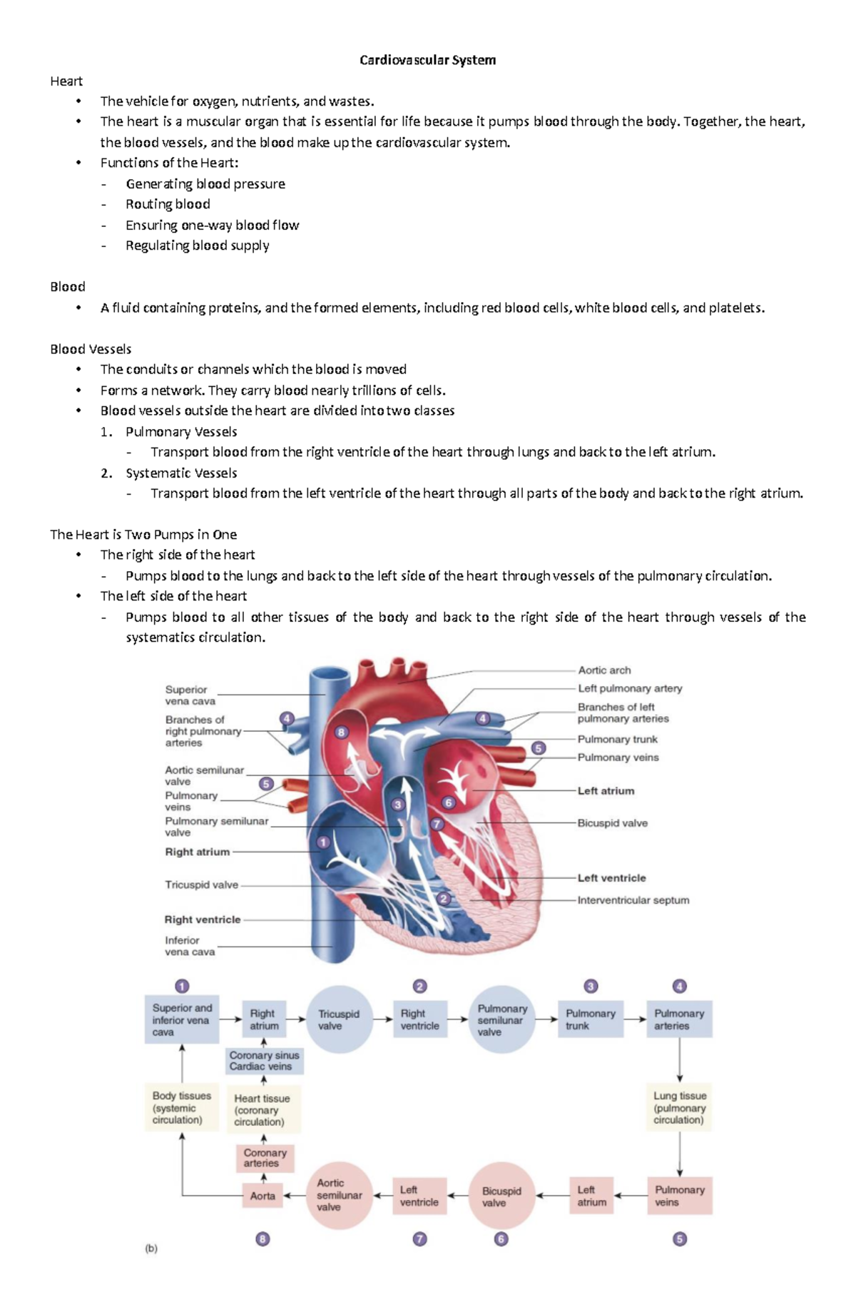 Cardiovascular System Overview: Functions, Structures & Circulation - Studocu