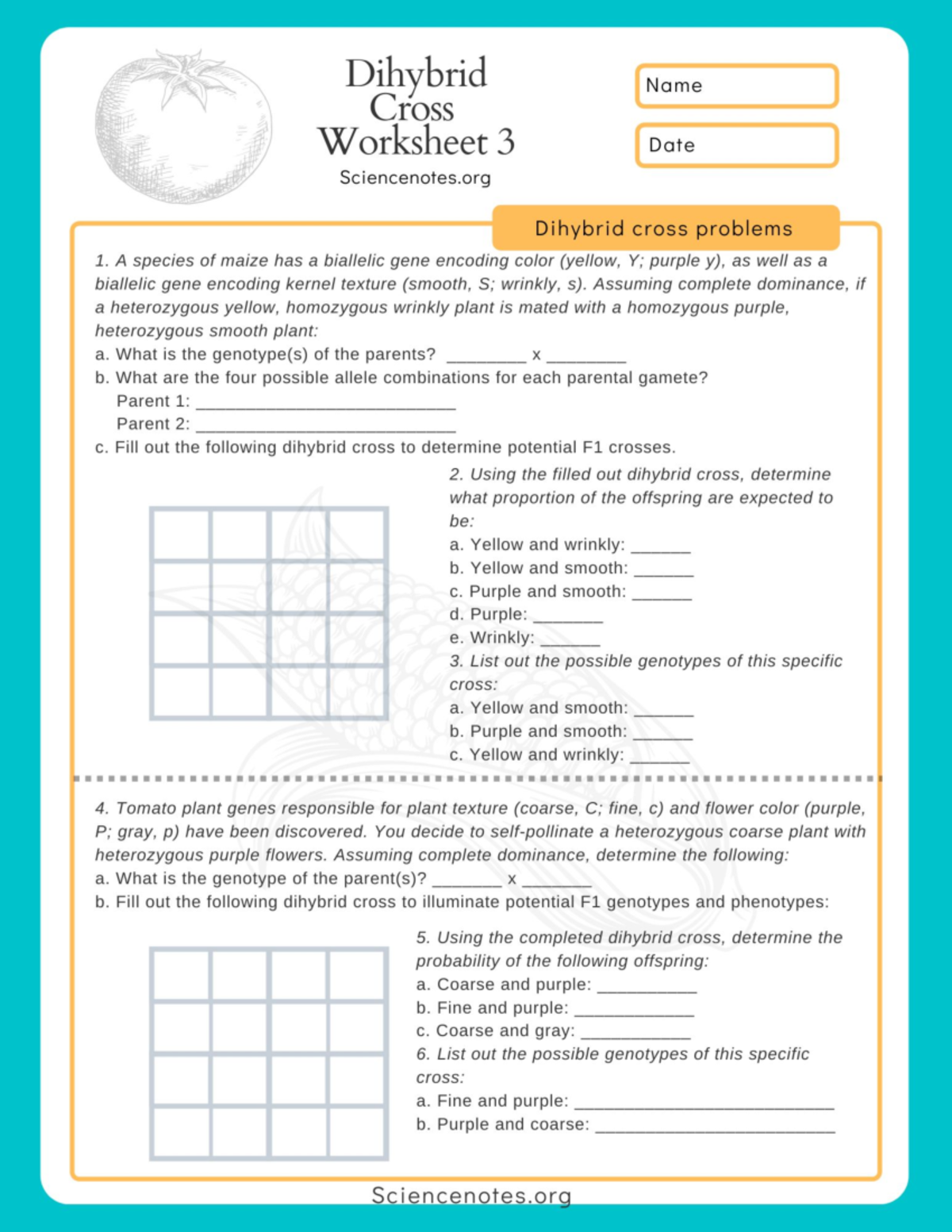 Dihybrid Cross Worksheet 3 - Genetics Study Guide - Studocu