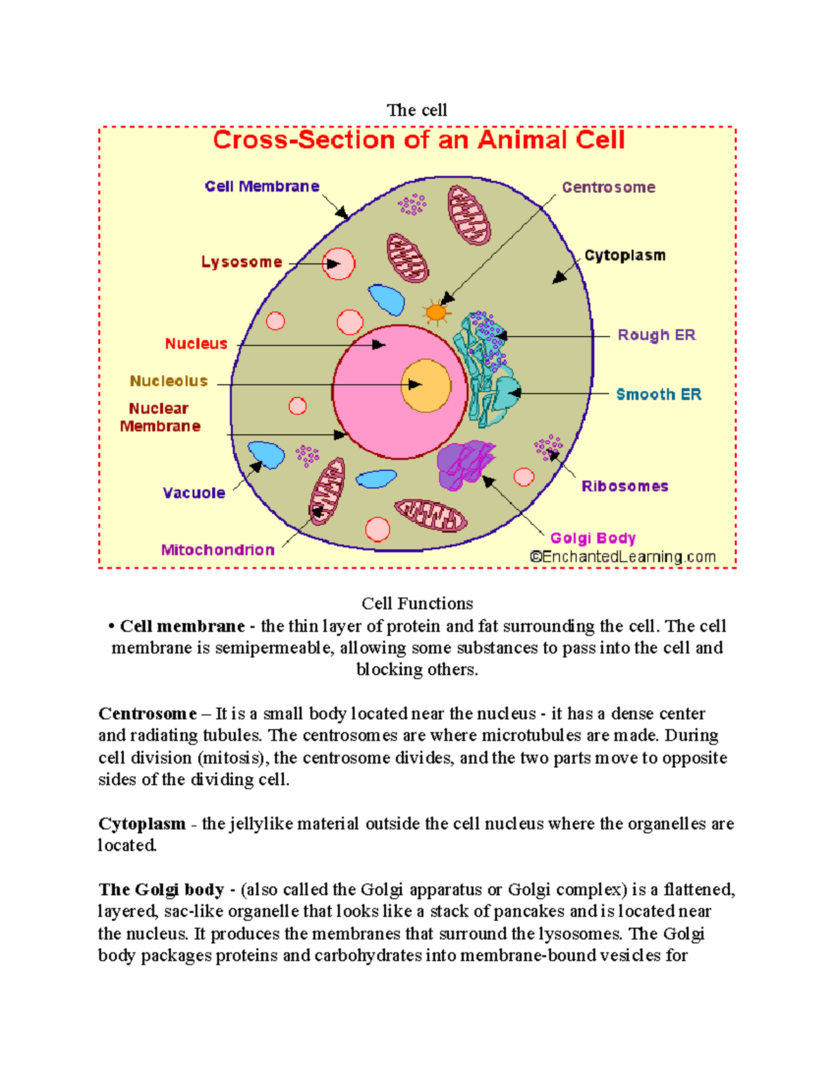 Cell Biology - Lecture Notes on Cell Organelles and Functions - Studocu