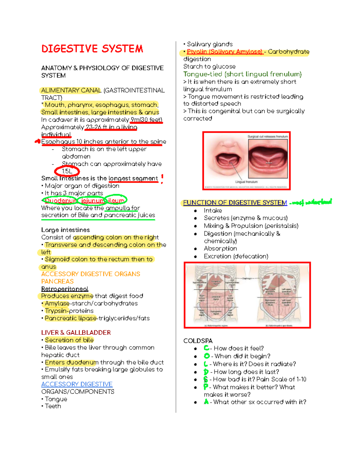 DIGESTIVE SYSTEM ANATOMY & PHYSIOLOGY (MED SURG) - Studocu