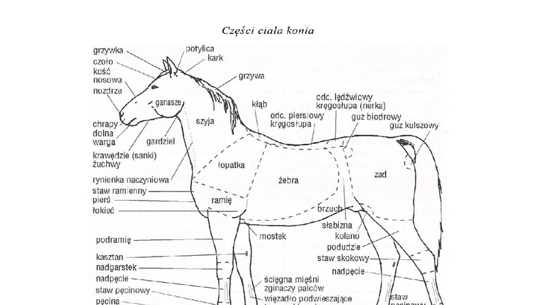 Części ciała konia: Anatomia i Terminologia - Studocu
