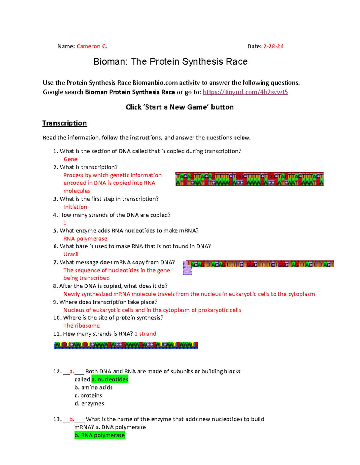Bioman Quiz: Protein Synthesis Race (Version A) Study Guide - Studocu