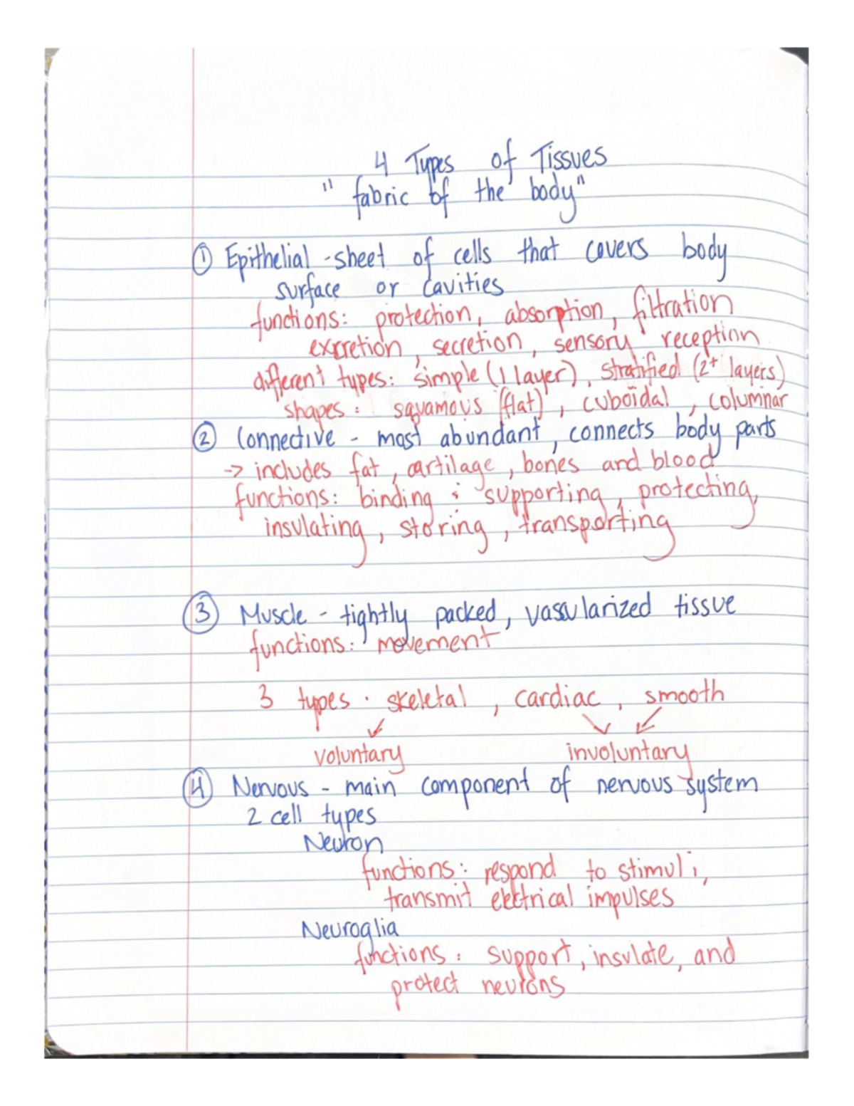 Tissues & Body Organization Notes (BIO 101) - Studocu