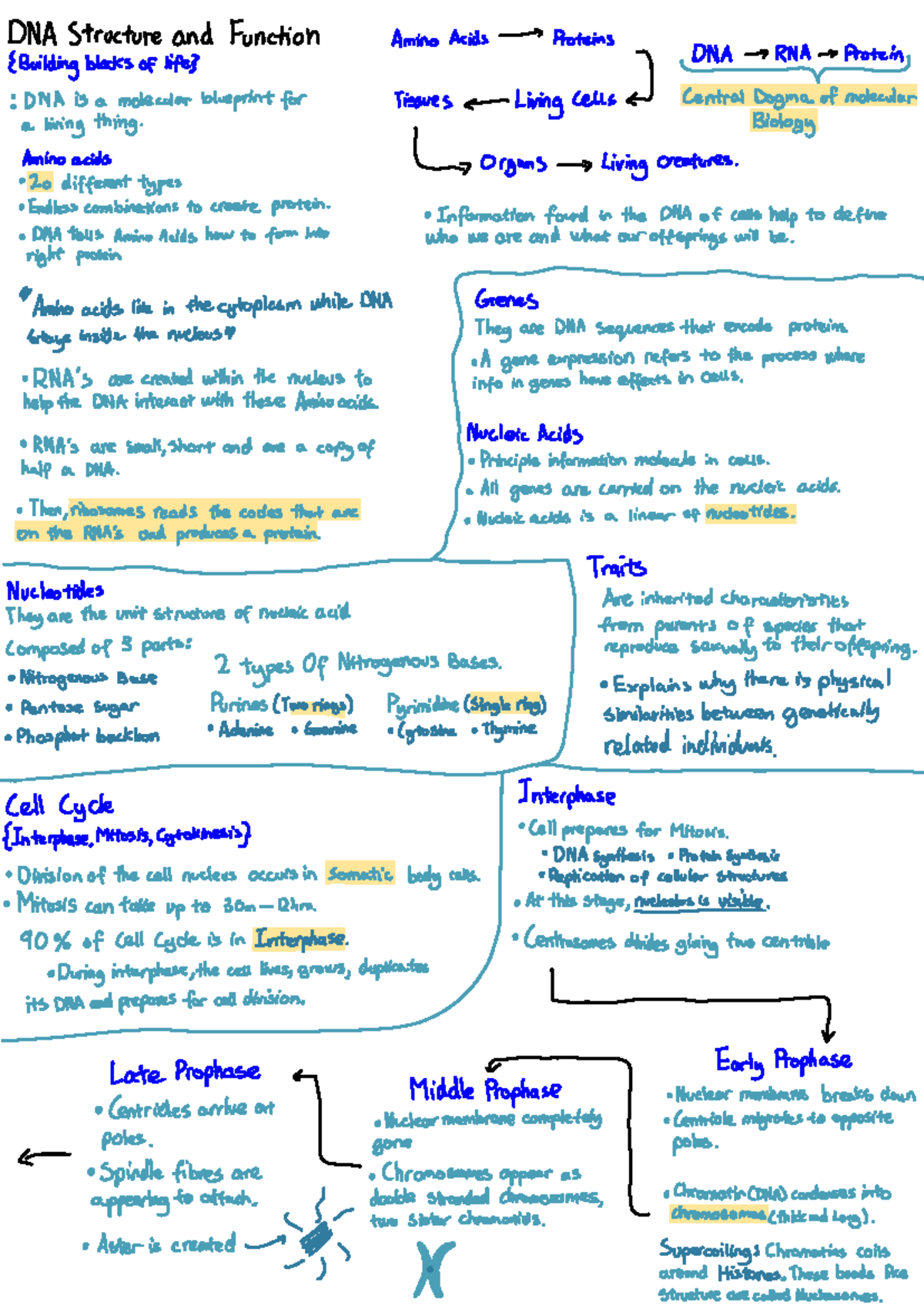 Genetic Notes (BIO101): Mitosis, Meiosis, Punnett Squares & More - Studocu