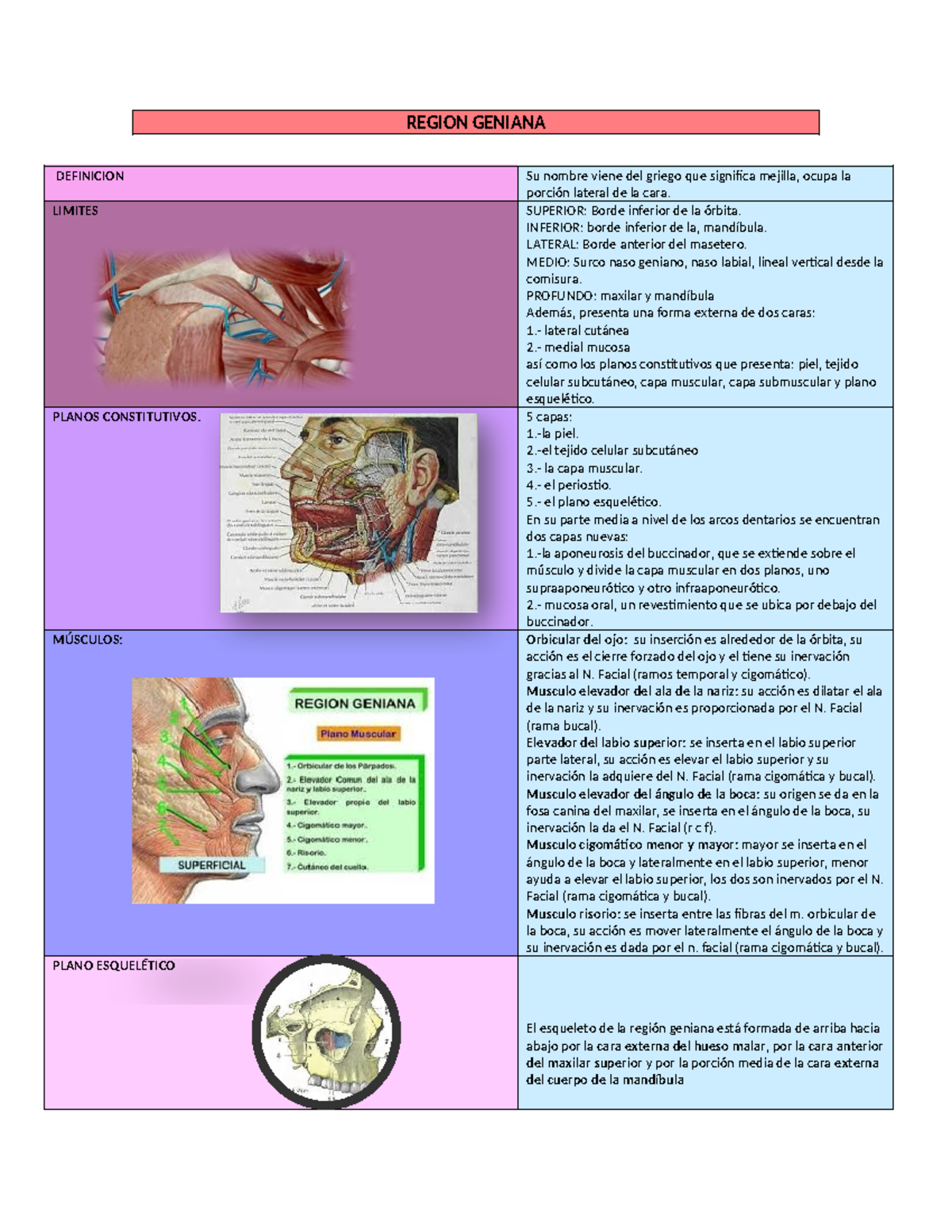 Anatomía de la Región Geniana y Sublingual en Endodoncia - Studocu