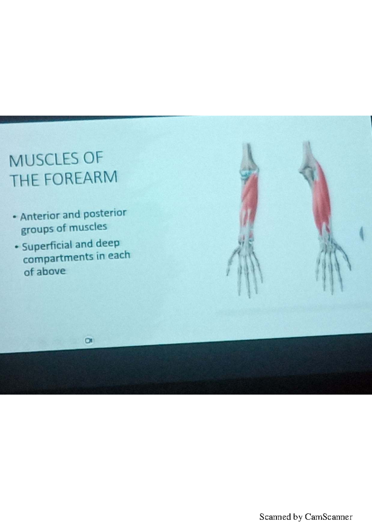 MUSC 18: Comprehensive Overview of Forearm Muscles - Studocu