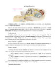 Neuroanatomía - UDO - Studocu