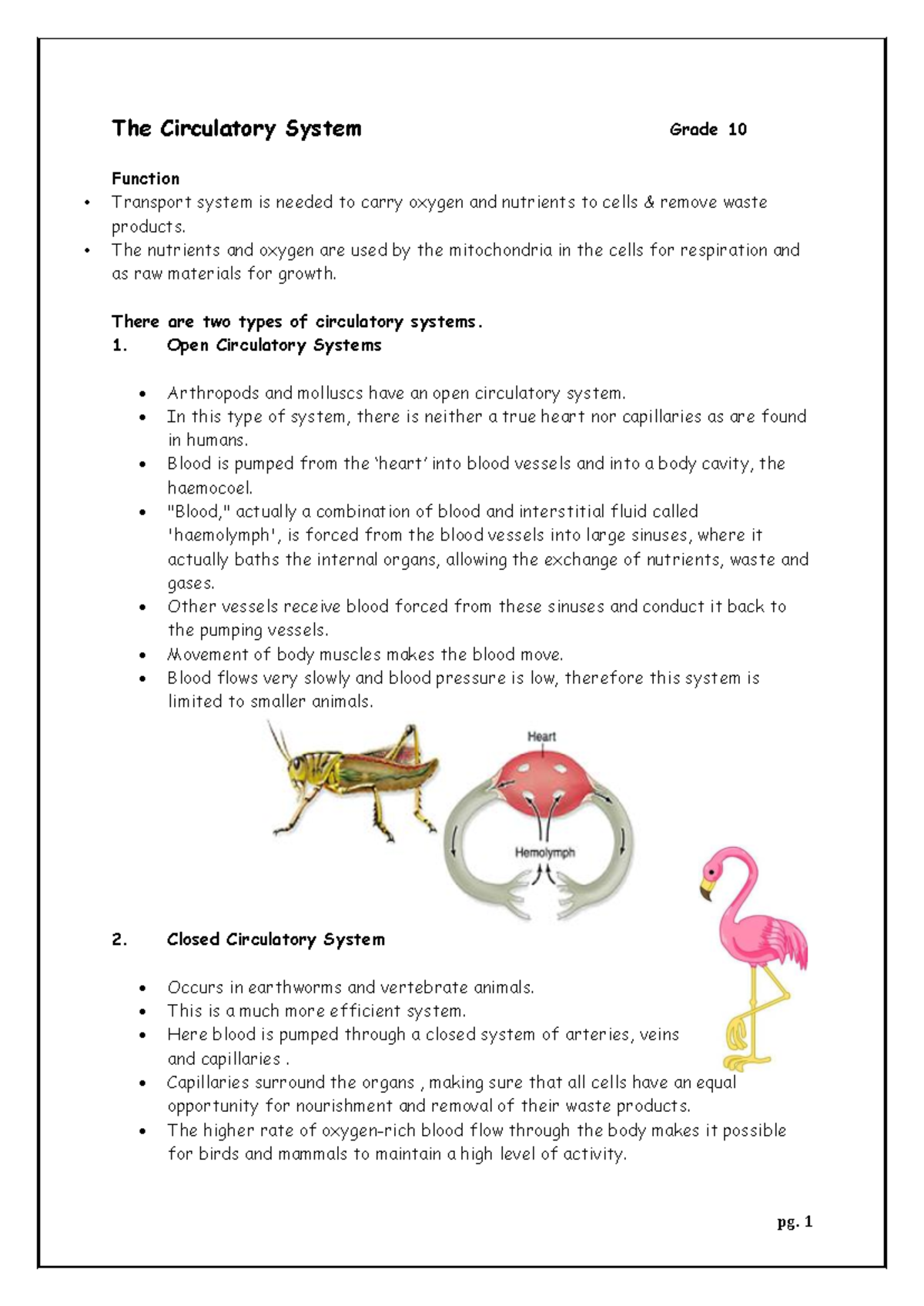 Grade 10 Circulatory System Notes: Structure, Function & Health Issues ...