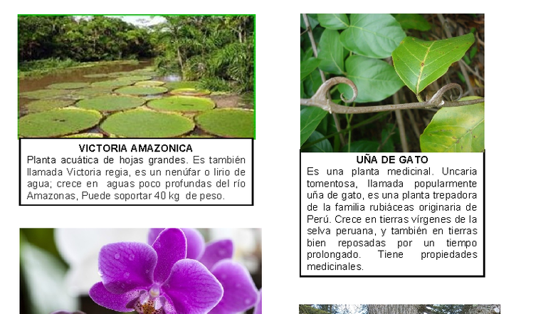 Album de Flora y Fauna del Amazonas: VICTORIA AMAZONICA y Más - Studocu
