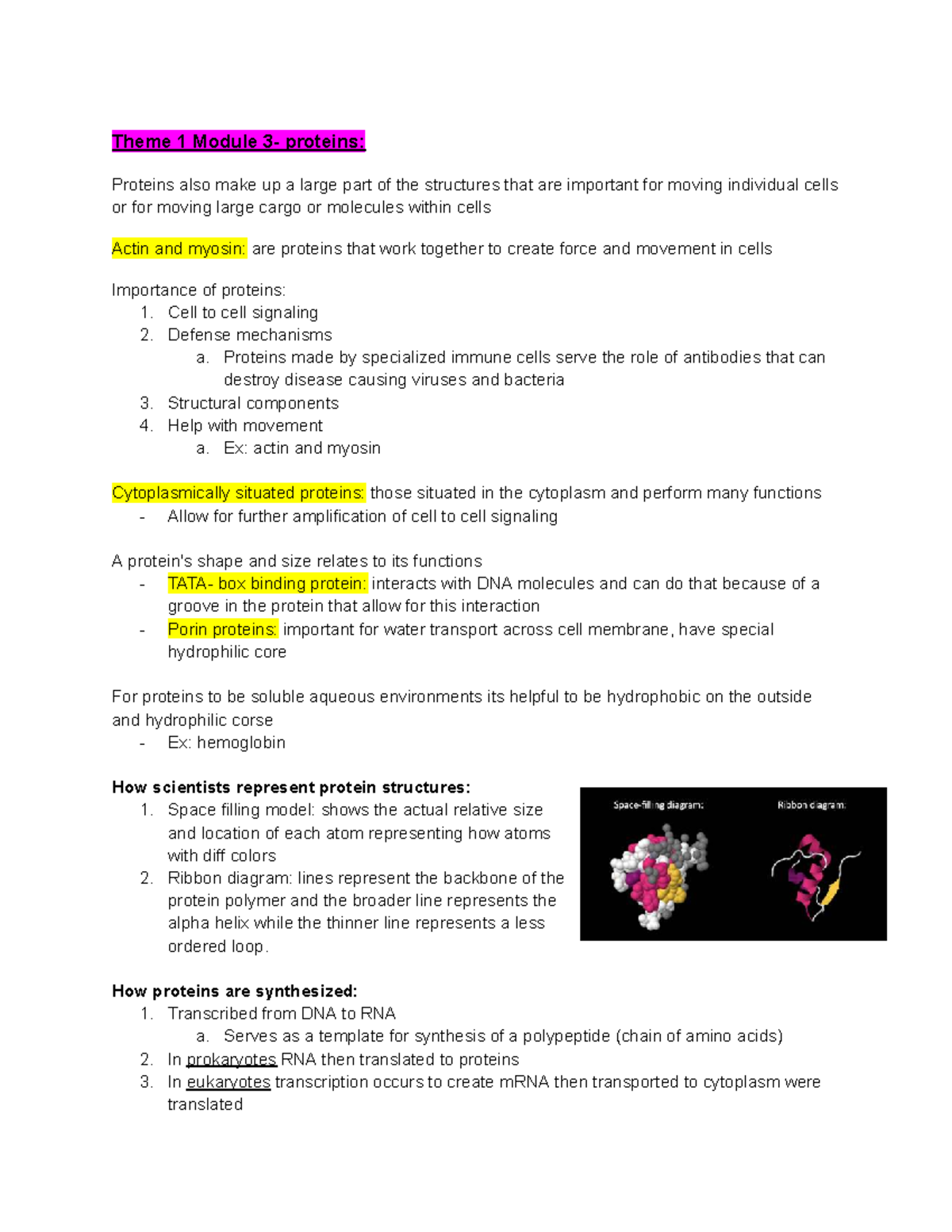 Theme 1, Module 3: Proteins and Their Functions in Cells - Studocu