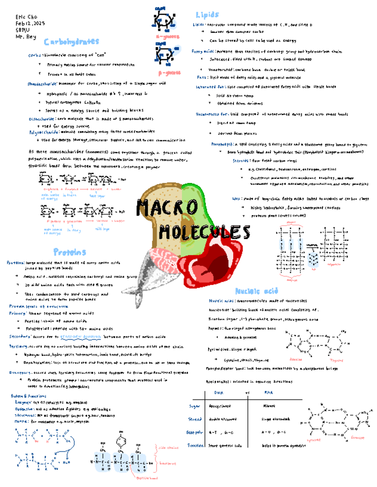 Biomolecules Overview: Lipids, Proteins, and Nucleic Acids - SBI U ...