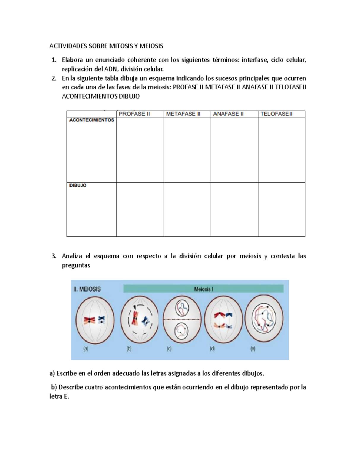 Hoja De Trabajo Sobre Mitosis Y Meiosis Página 3 Plantillas De