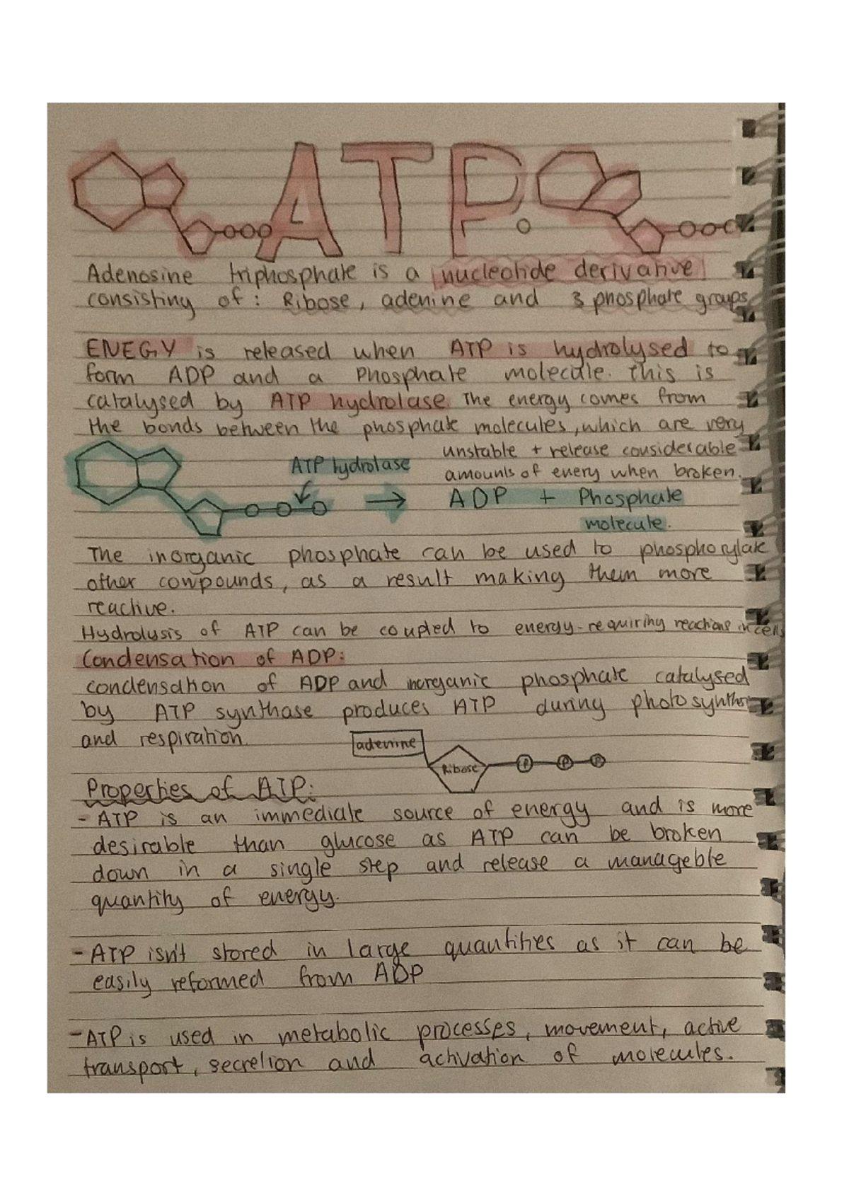 ATP - Mind Map Revision Summary Sheet for Energy Processes - Studocu