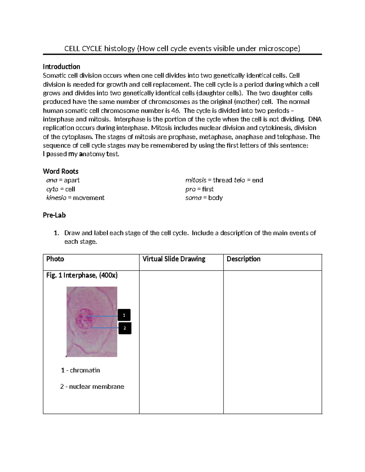 CELL CYCLE (BIO 101) - Observing Mitosis in Whitefish Blastula Slides ...