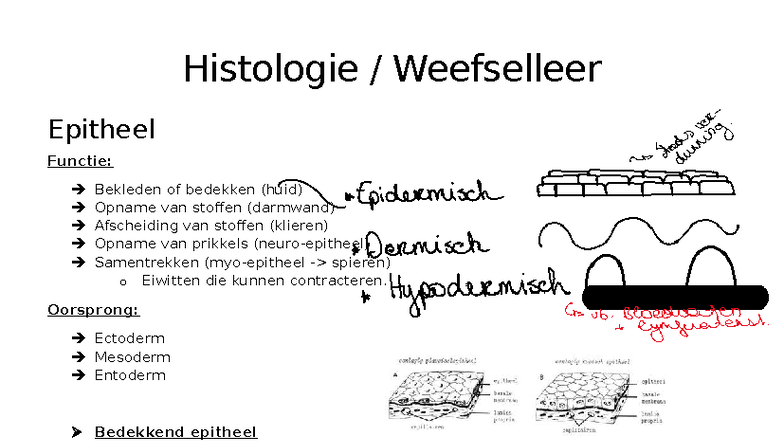 Histologie Weefselleer: Epitheel en Bindweefsel Functies en Structuren ...