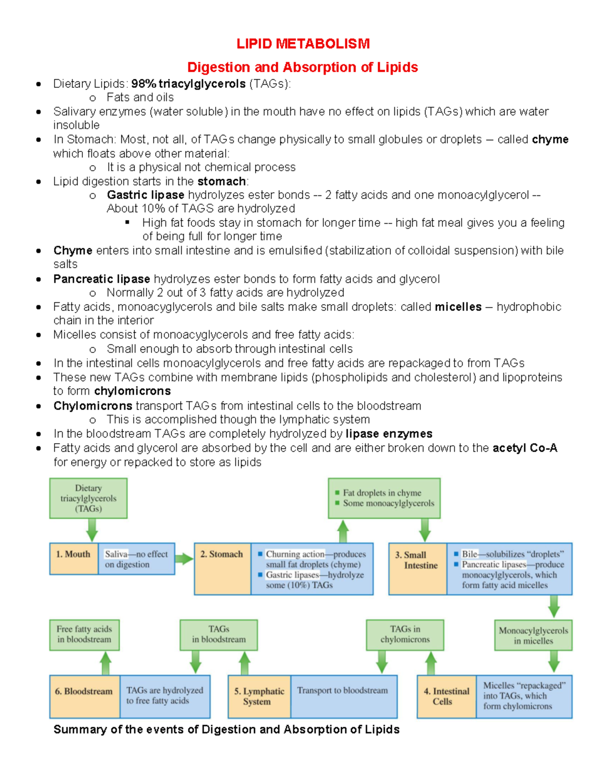 LIPID METABOLISM: Digestion, Absorption, and Energy Production Notes ...