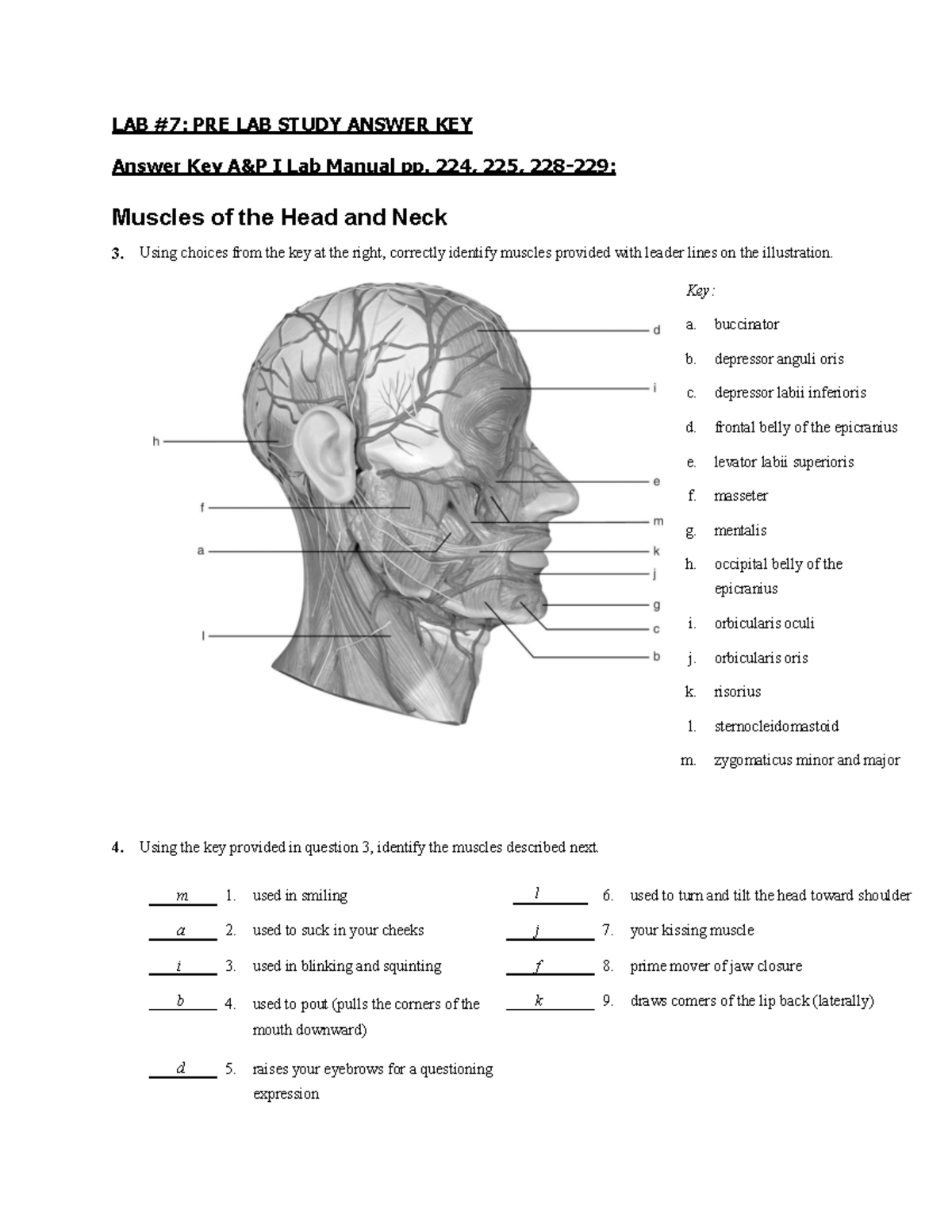 Lab 7 Answer Key - Muscles of Head, Neck & Trunk (A&P I) - Studocu