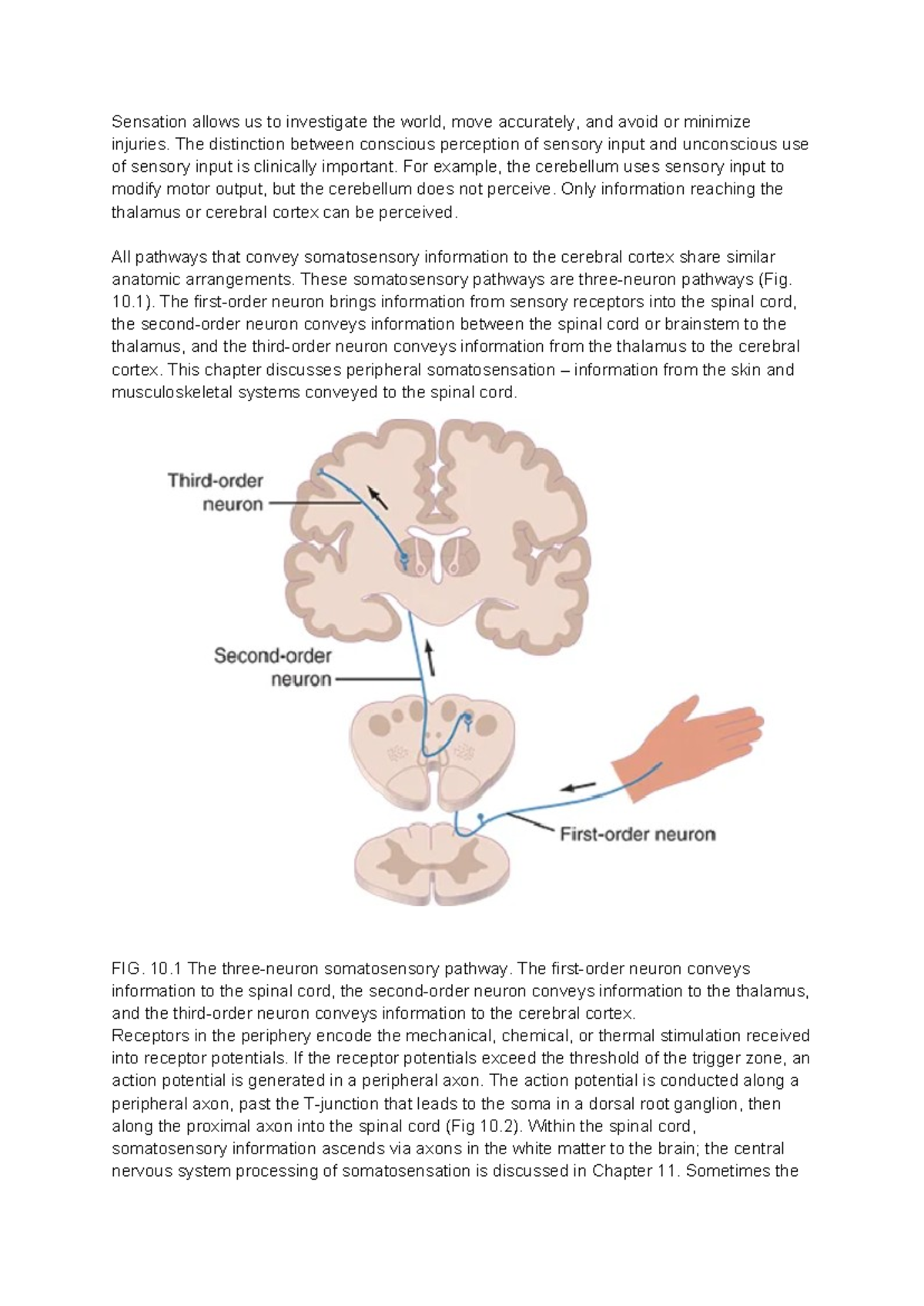Somatosensory Pathways and Proprioception: Insights from Chapter 10 ...