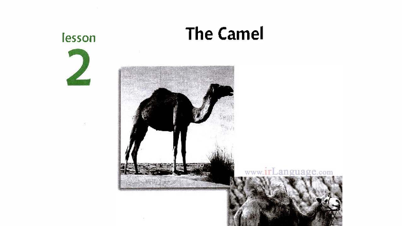 Lesson 2: The Camel - Reading Comprehension & Vocabulary (RDG 1) - Studocu