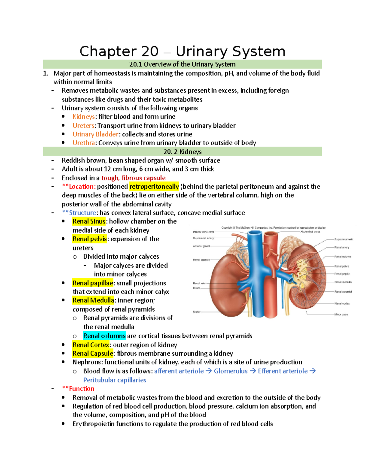 Chapter 20: In-Depth Study of the Urinary System Functions & Structure ...