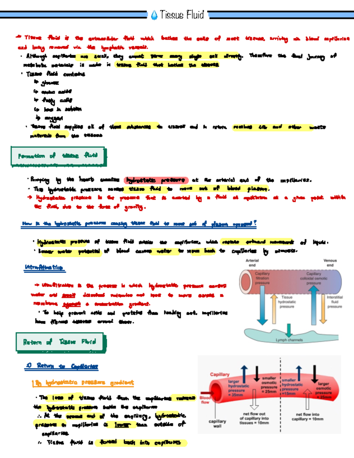 Tissue Fluid: Key Facts and Functions for Biology Understanding - Studocu