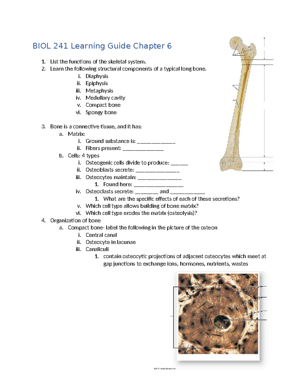 BIOL 241 Chapter 6 Learning Guide: Functions & Structure of Bone - Studocu