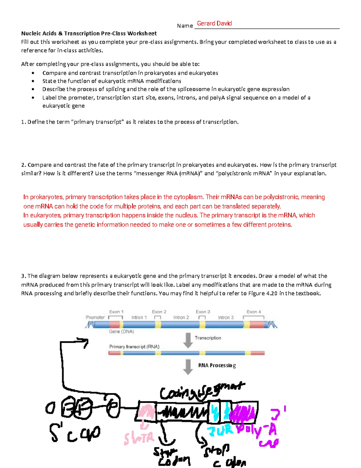 Gerard David Nucleic Acids Transcription Worksheet - Week 5b Guide ...