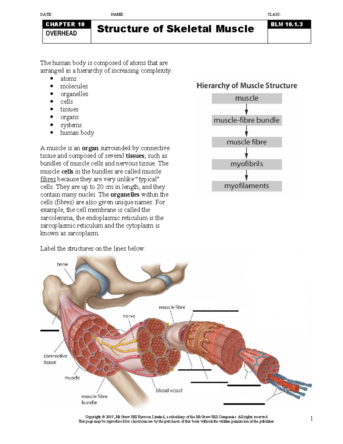 BLM 10.1.3 Chapter 10: Structure of Skeletal Muscle Worksheet - Studocu