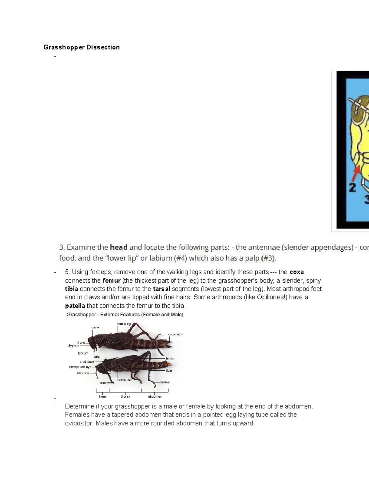 Lecture Notes on Arthropods: Crustacea & Arachnids (BIO 101) - Studocu