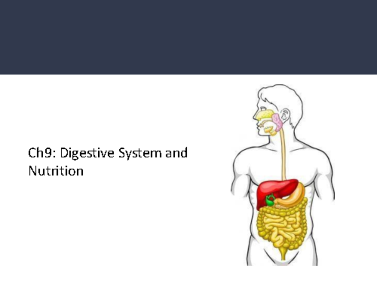 Ch9: Digestive System & Nutrition Overview and Key Concepts - Studocu