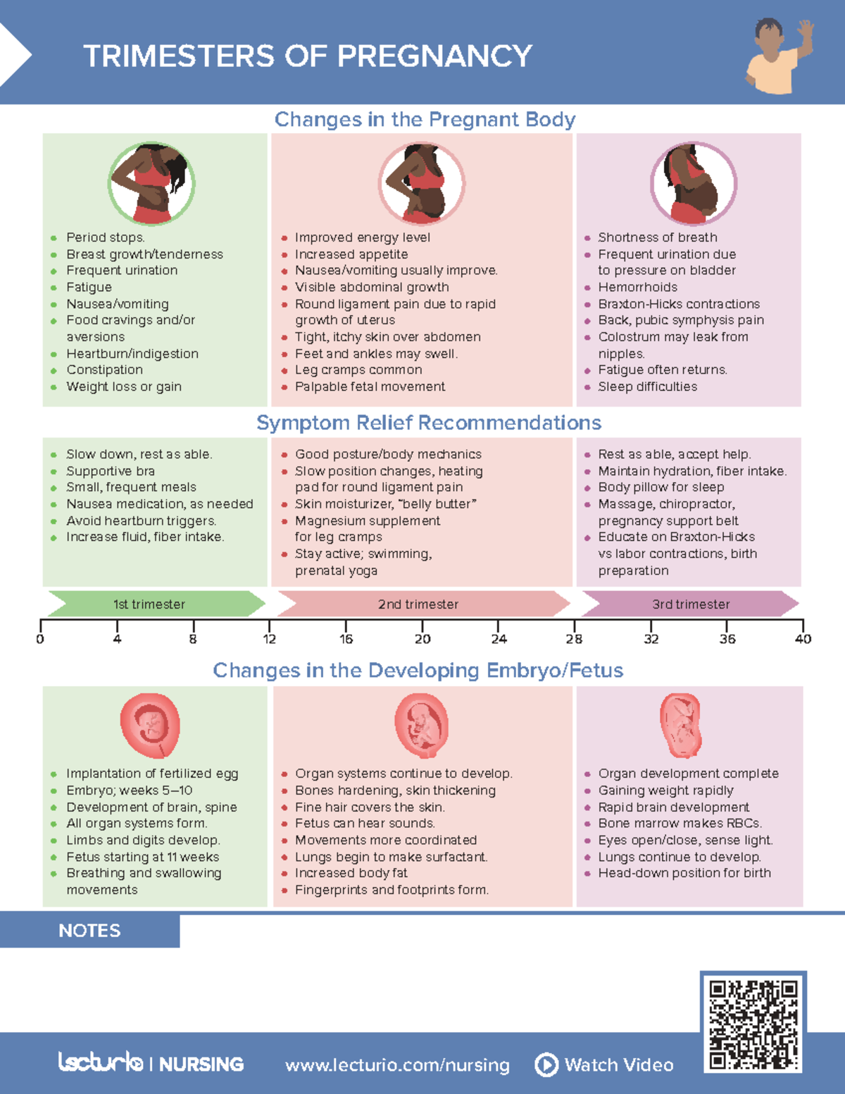 Nursing CS: Trimesters of Pregnancy Overview and Changes - Studocu
